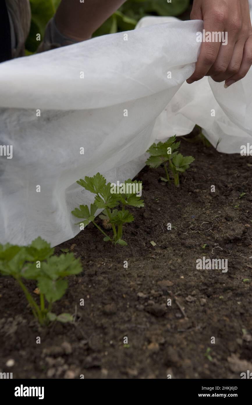 Plants in vegetable bed covered with garden fleece Stock Photo - Alamy