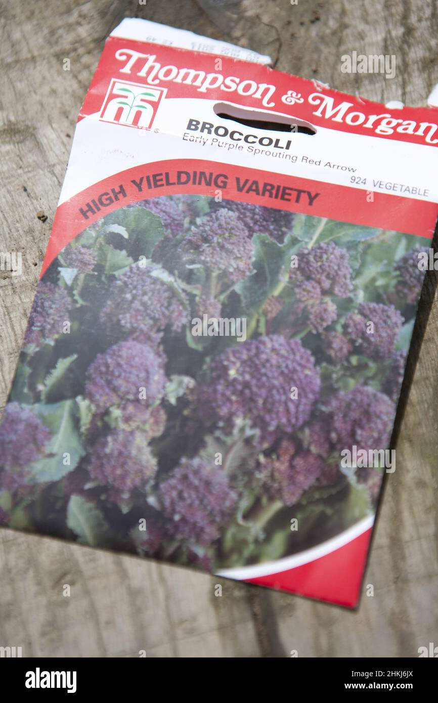 Purple sprouting broccoli seeds Stock Photo - Alamy