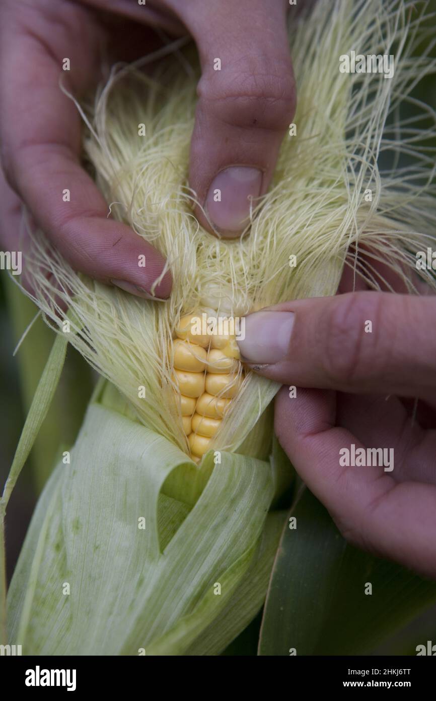 Checking ripeness of the sweetcorn crop Stock Photo - Alamy