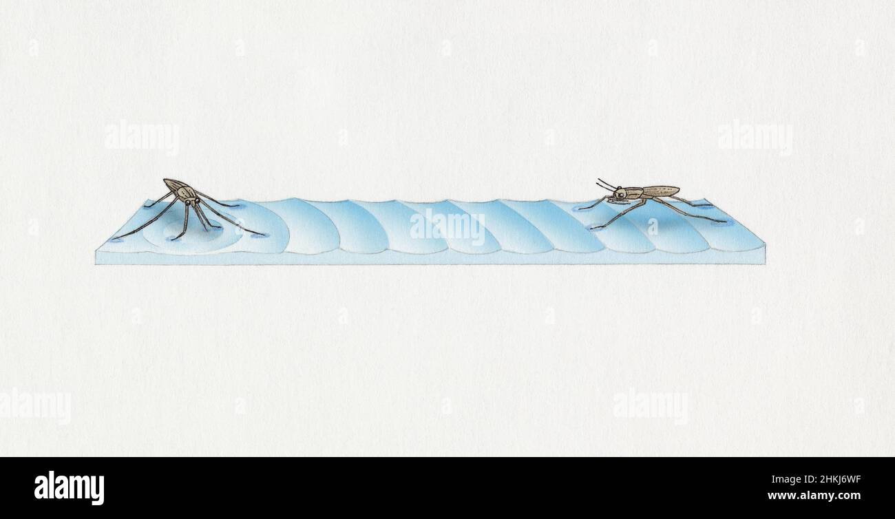 Two pond skaters on the surface of water, illustration Stock Photo - Alamy