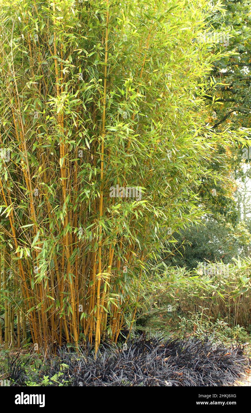 Phyllostachys aureosulcata aureocaulis bamboo clump Stock Photo - Alamy