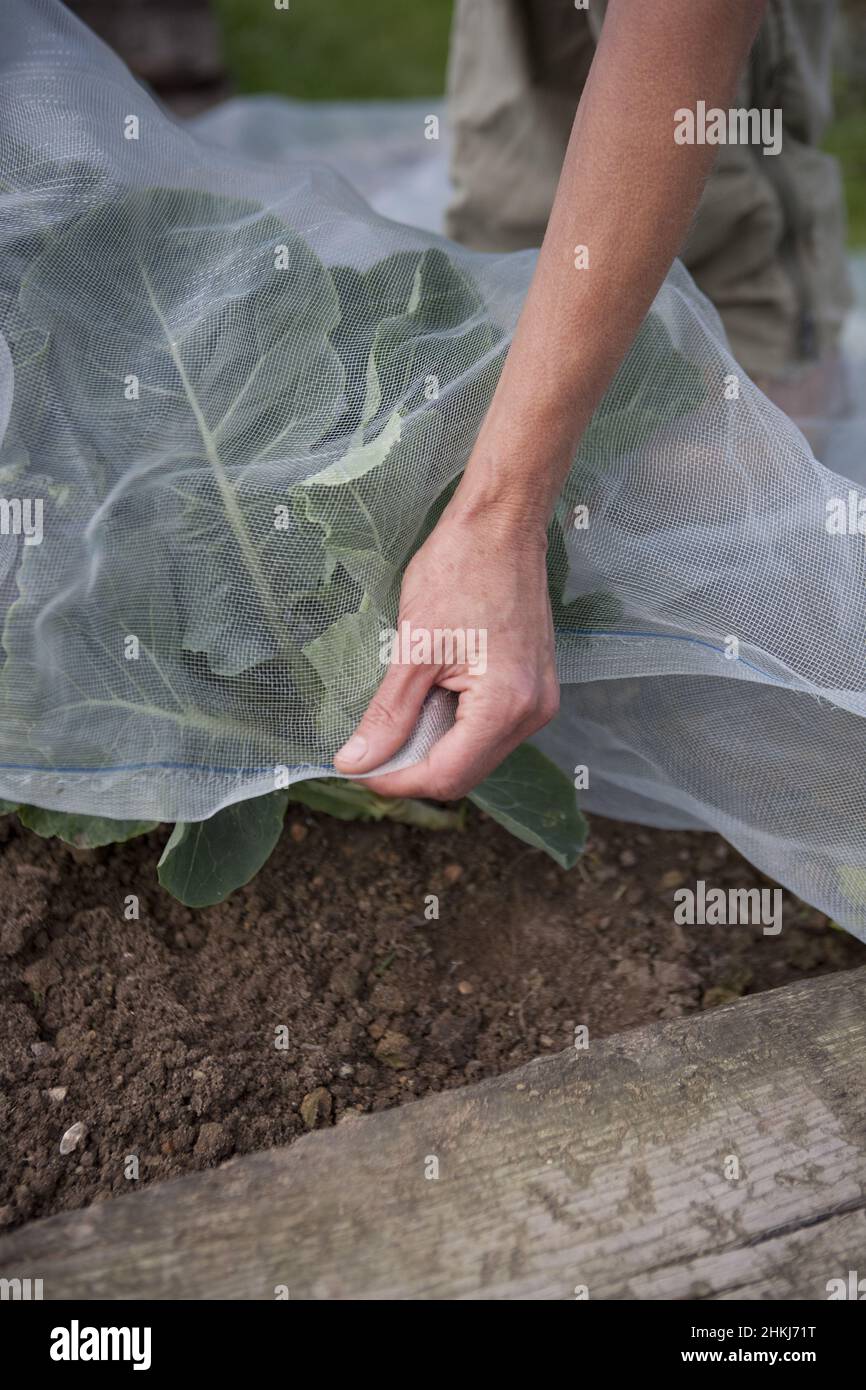 Cabbage covered by insect protection netting Stock Photo - Alamy