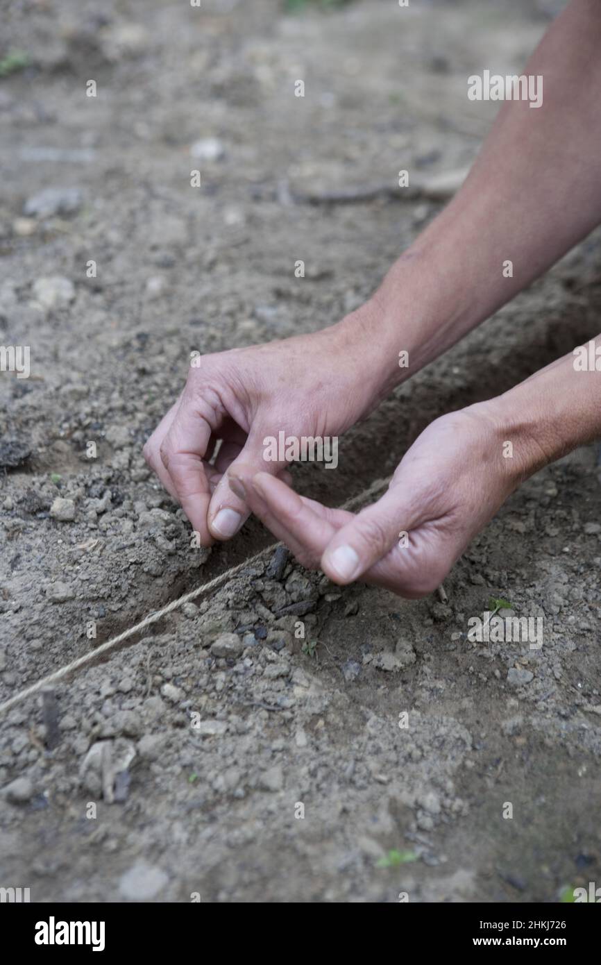 Sowing Swiss chard seeds in a long sowing line Stock Photo - Alamy