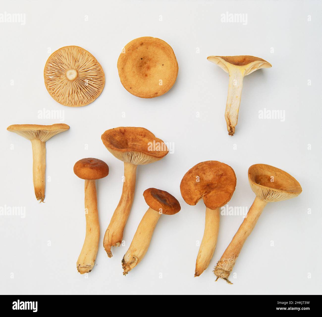 Yellow staining milk cap Stock Photo - Alamy