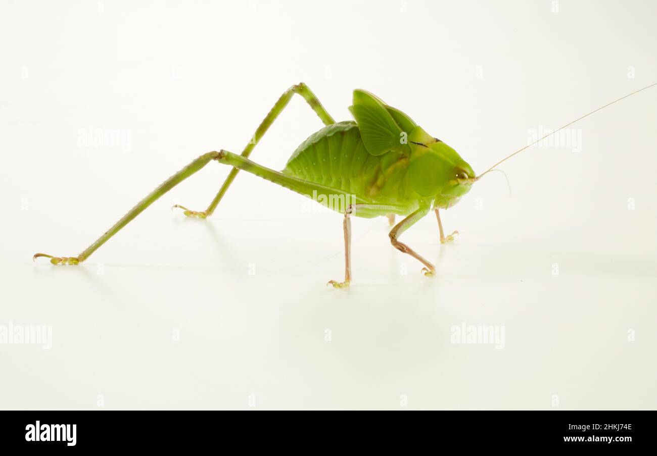 Giant Florida katydid Stock Photo - Alamy