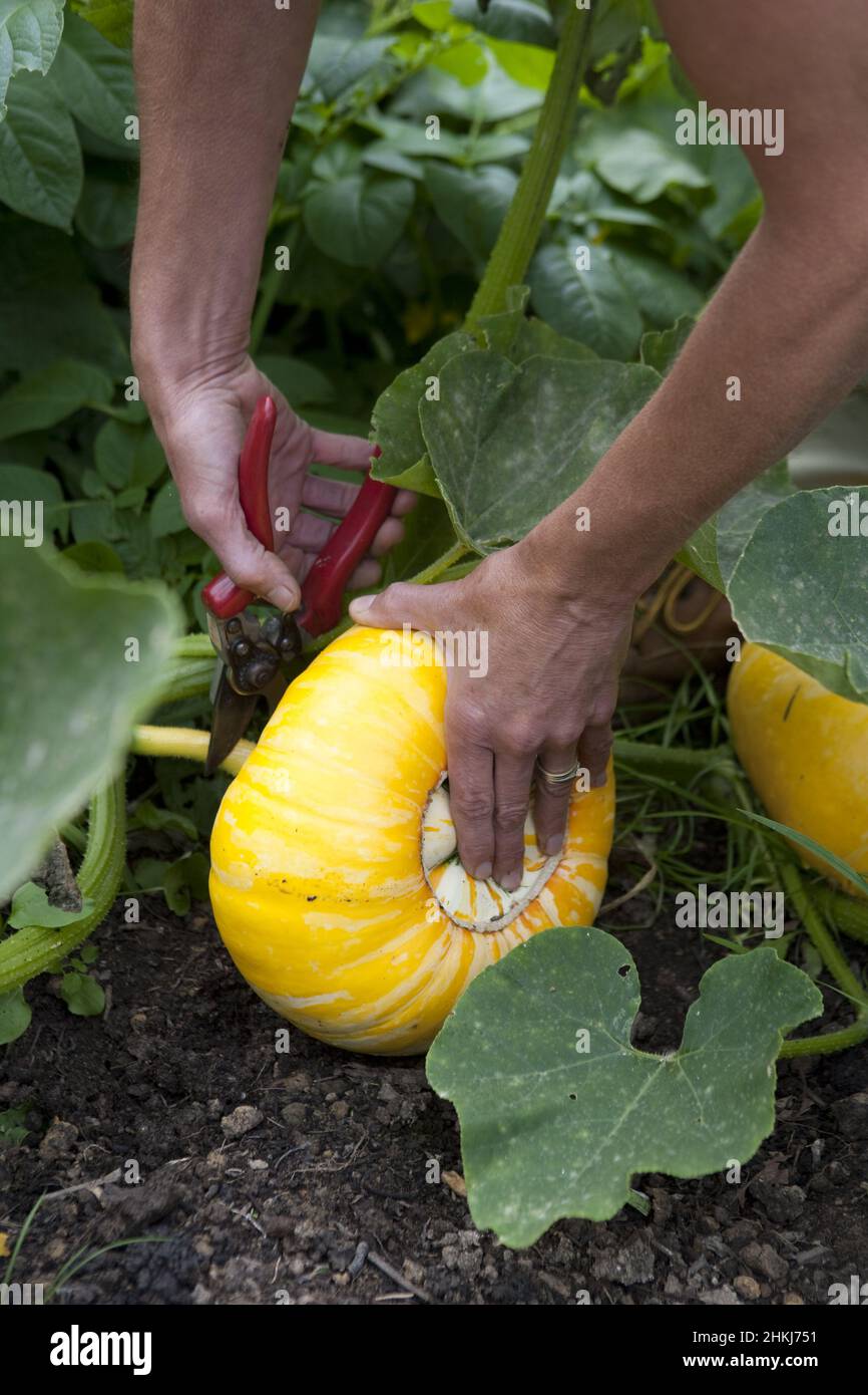 Harvesting squash (Cucurbita sp Stock Photo - Alamy