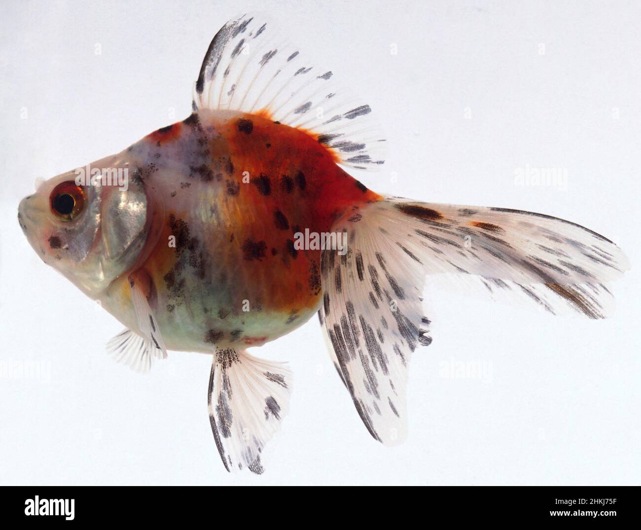 Calico fantail fish Stock Photo - Alamy