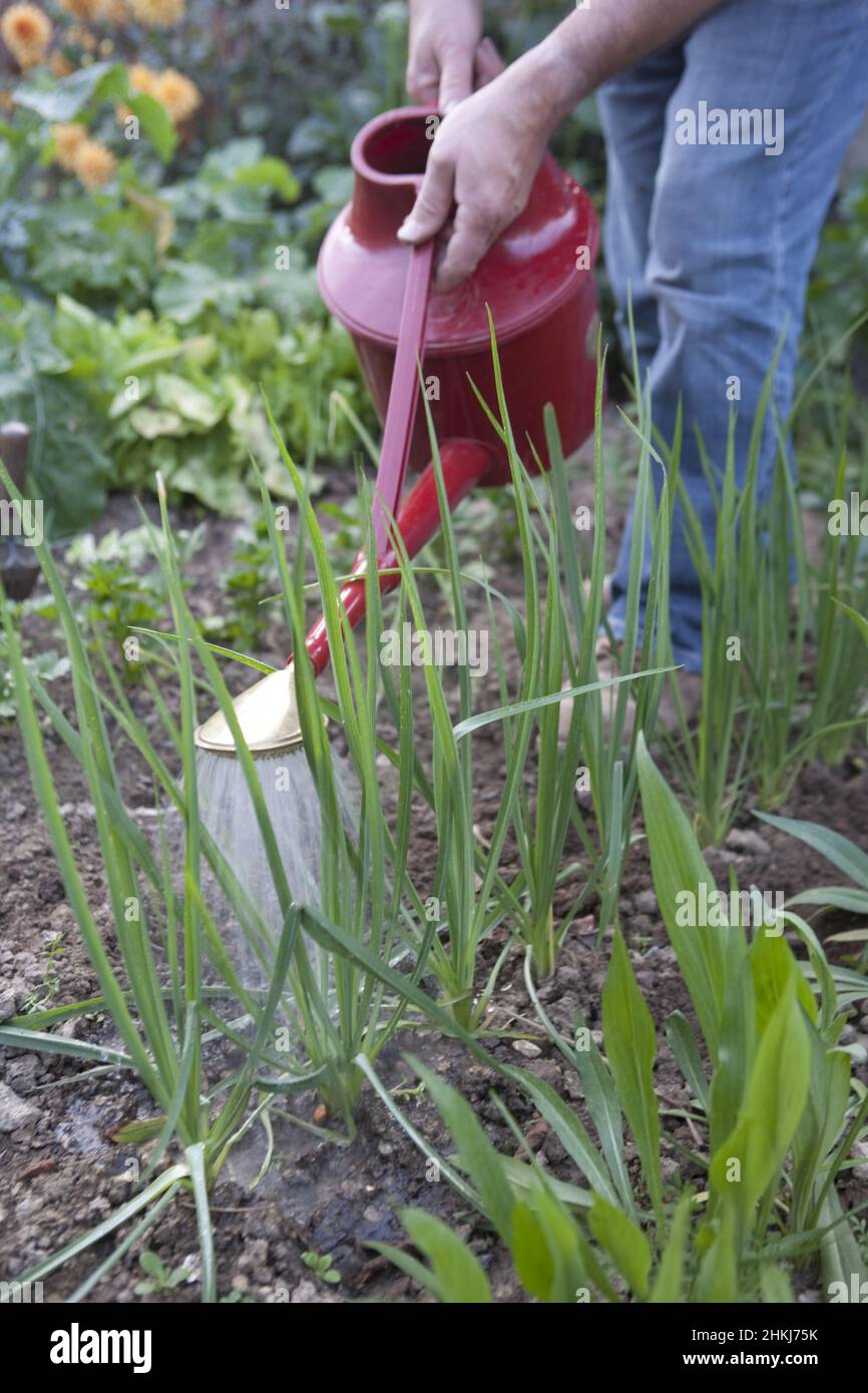 Salsify seedlings being watered using a watering can Stock Photo - Alamy