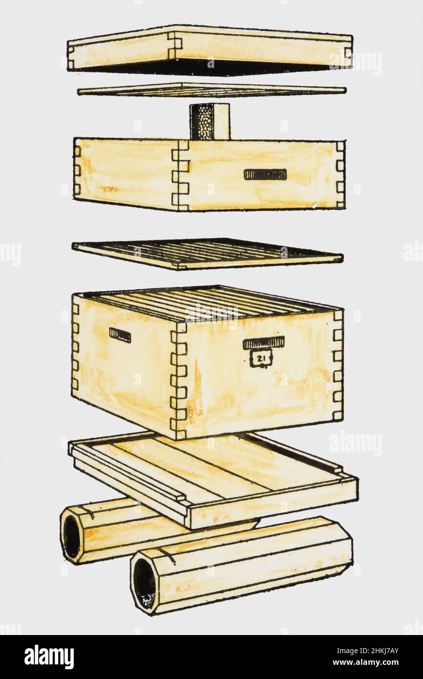 Bee hive with different sections separated, illustration Stock Photo ...