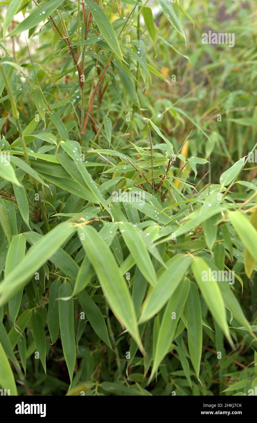 Fargesia murielae 'Simba' Stock Photo - Alamy