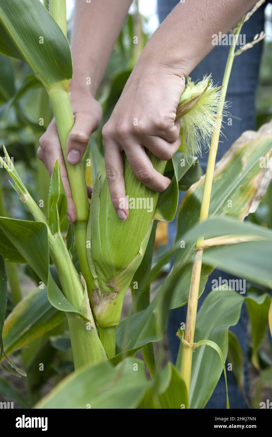 Harvesting sweetcorn by pulling the cob Stock Photo - Alamy