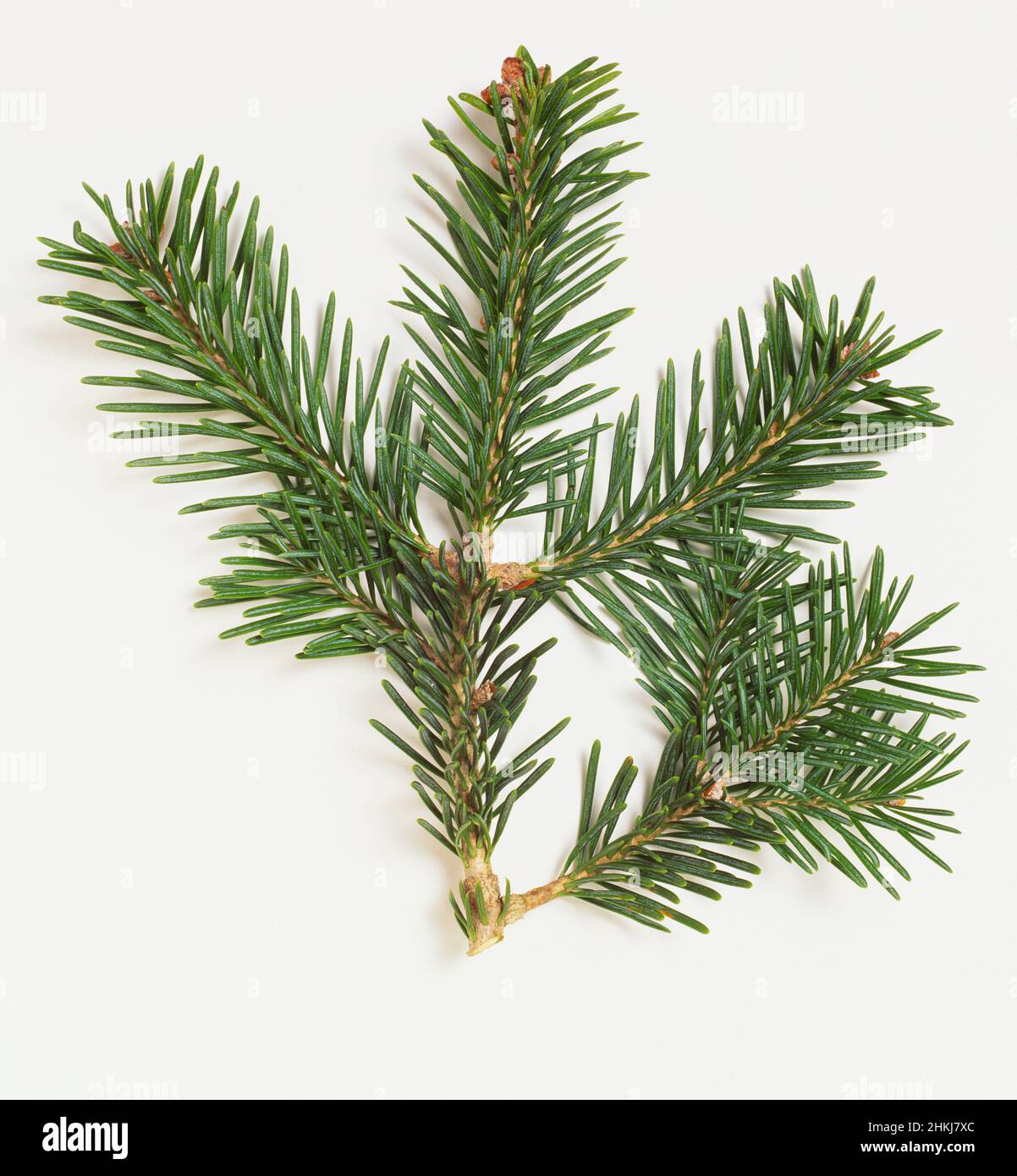 Subalpine fir (Abies lasiocarpa) branch Stock Photo - Alamy