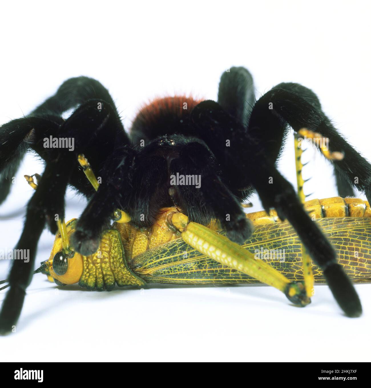 Mexican red-rump tarantula Stock Photo - Alamy