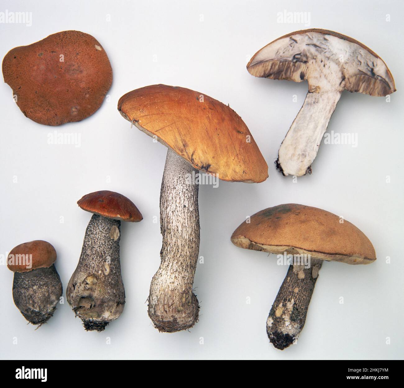 Orange birch bolete mushroom Stock Photo - Alamy