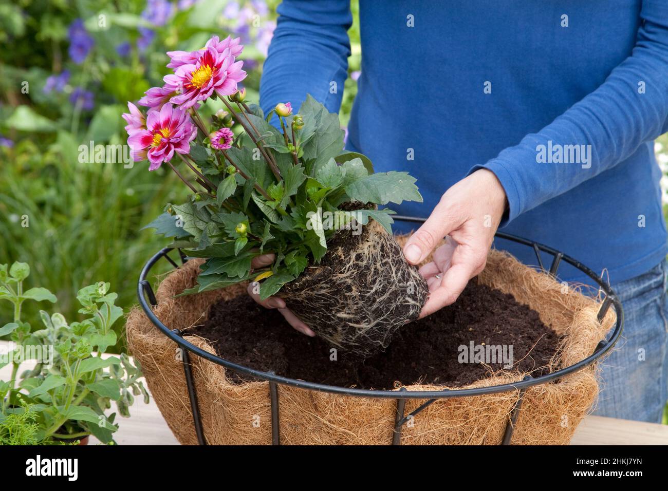 Planting a hanging basket Stock Photo - Alamy