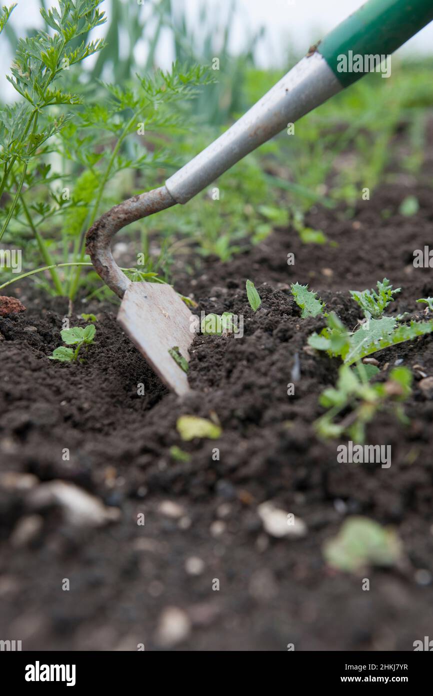 Pushing draw hoe through surface of soil Stock Photo - Alamy
