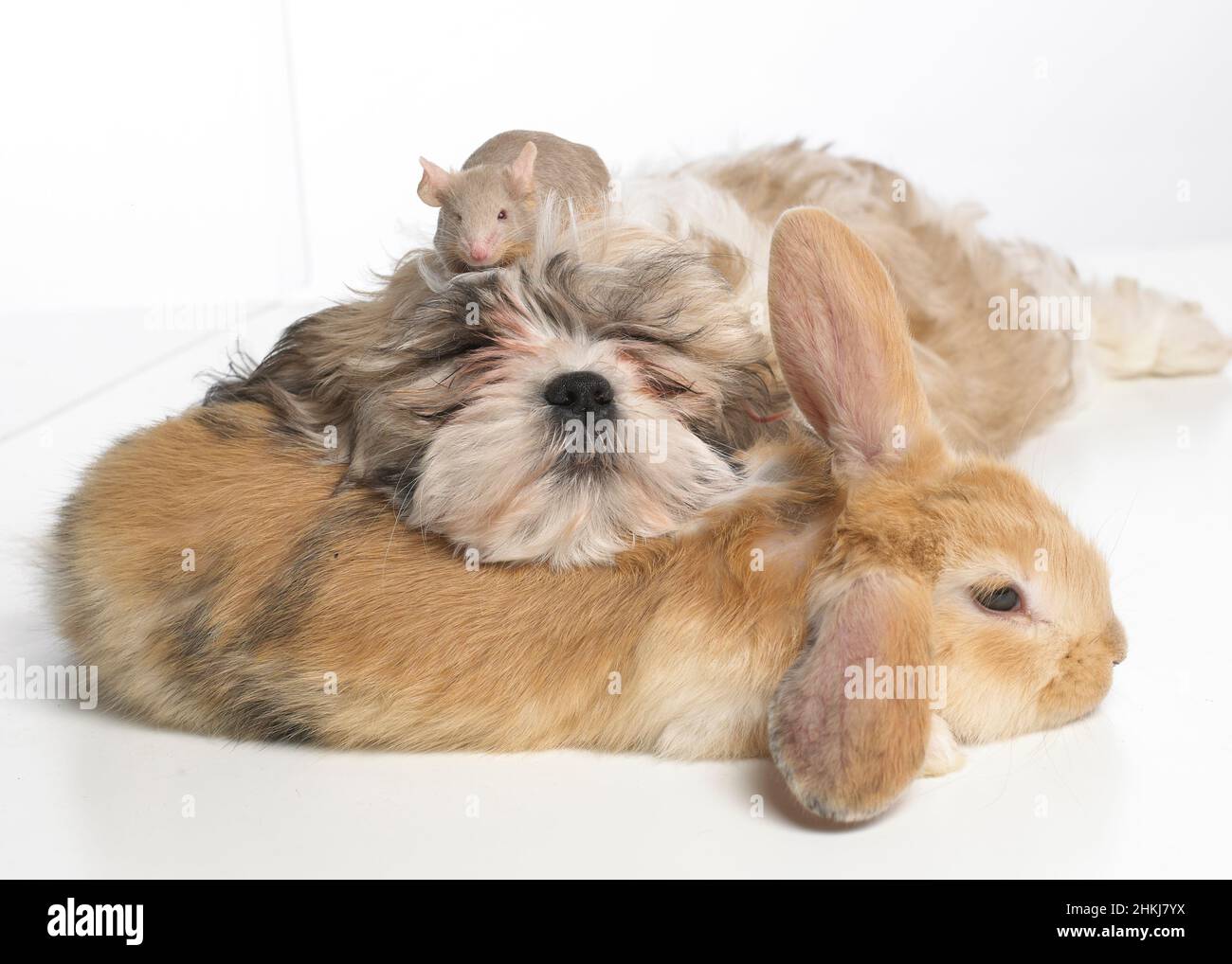 Shih Tzu puppy, dwarf lop rabbit and fancy mouse Stock Photo - Alamy