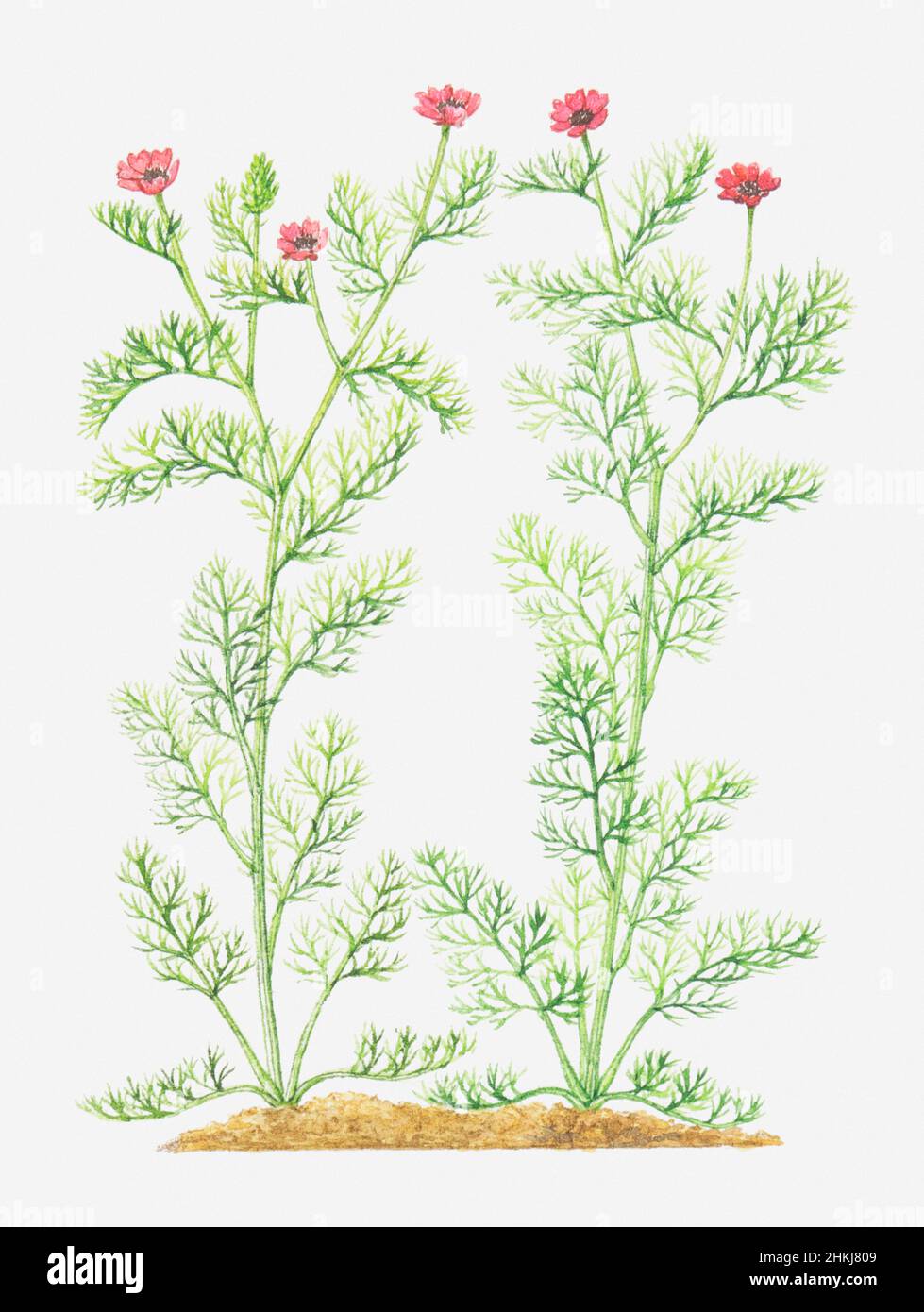 Pheasant's eye (Adonis annua), illustration Stock Photo - Alamy