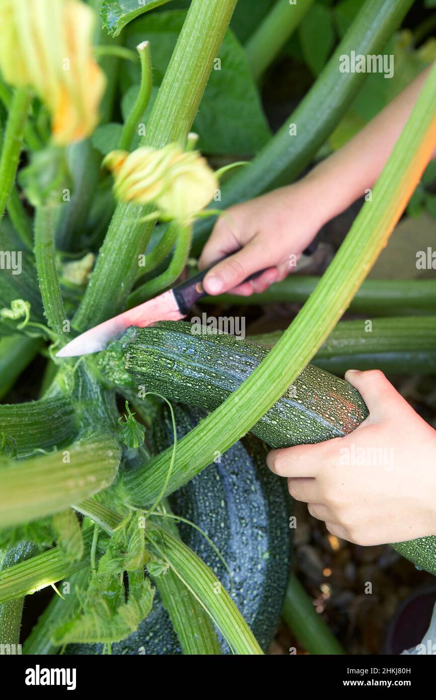 Girl's hand cutting large courgette at base of plant Stock Photo - Alamy