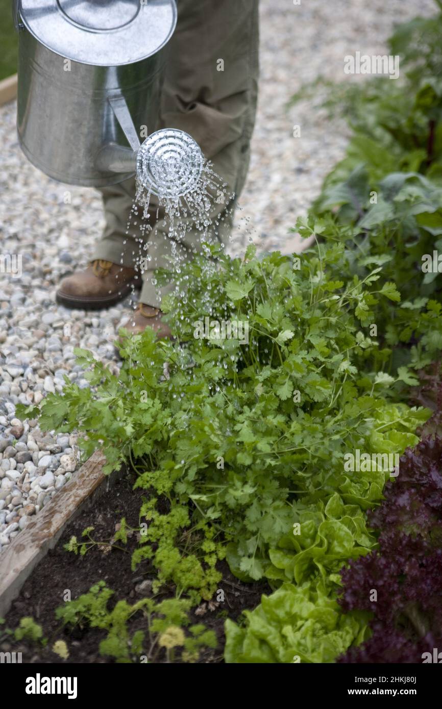 Watering coriander 'Calypso' Stock Photo - Alamy