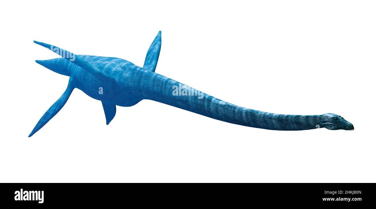 Elasmosaurus plesiosaur, illustration Stock Photo - Alamy