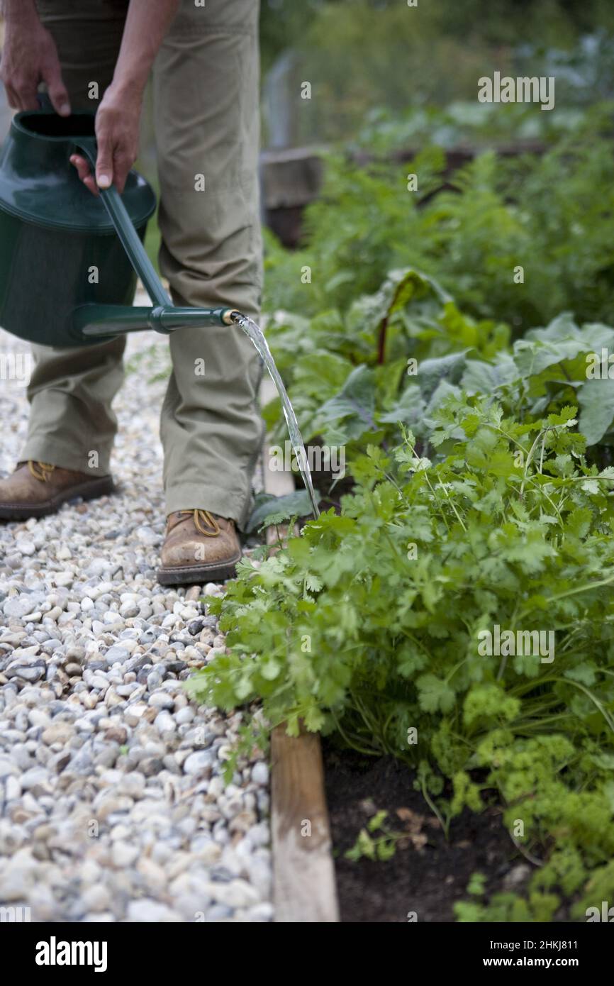 Watering coriander 'Calypso' Stock Photo - Alamy