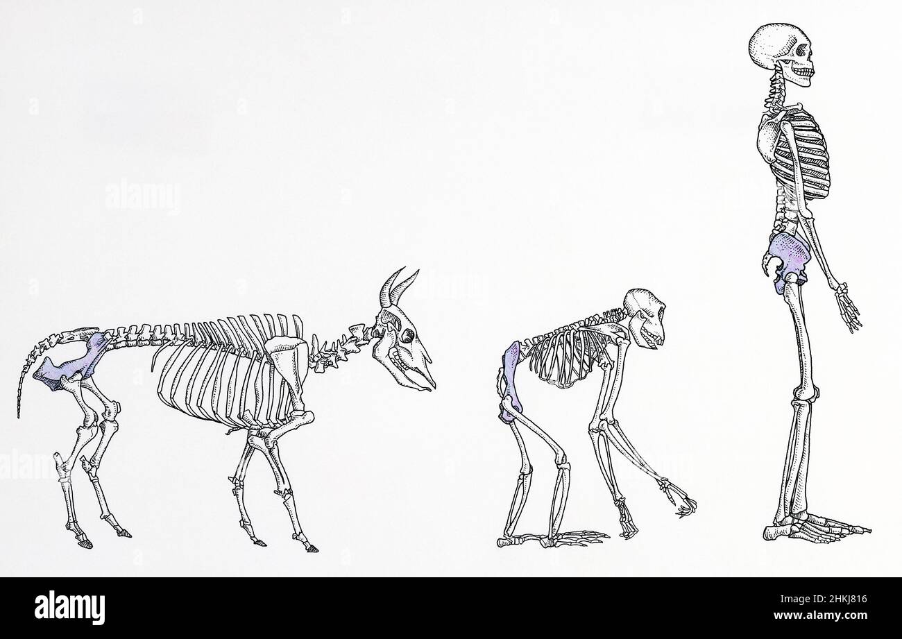 Human, chimpanzee and cow skeletons, illustration Stock Photo - Alamy