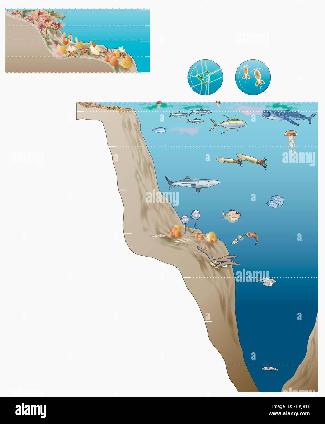 Underwater depth zone and pelagic zone inset, illustration Stock Photo ...