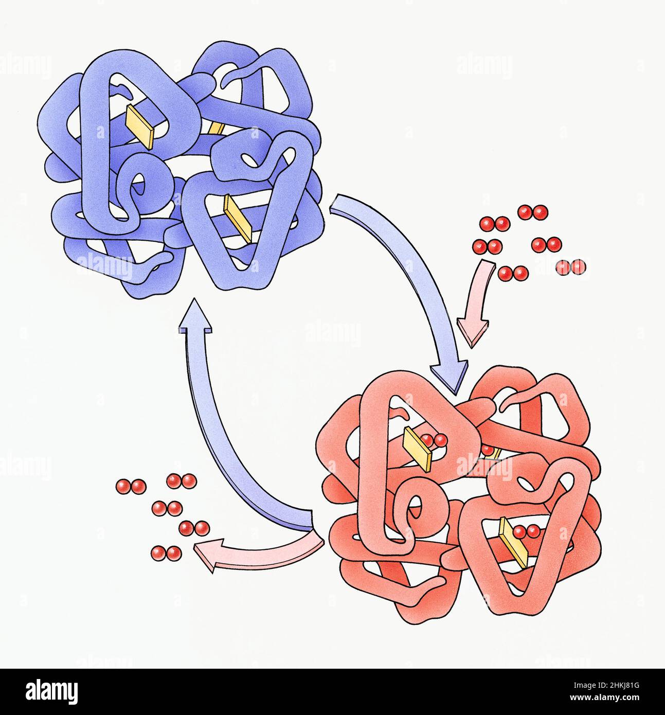 Haemoglobin and oxyhaemoglobin, illustration Stock Photo - Alamy