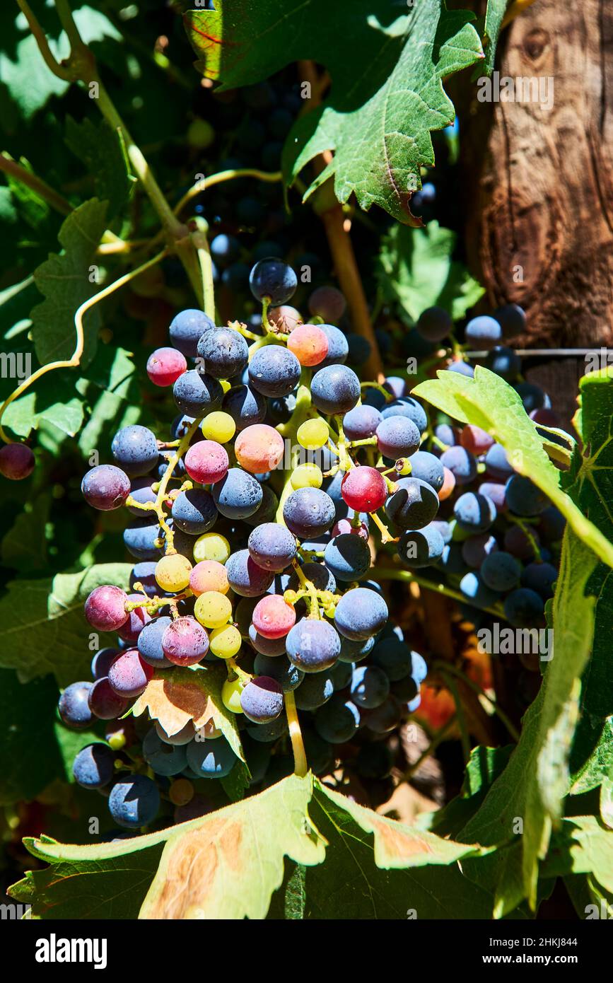 African grape hi-res stock photography and images - Alamy