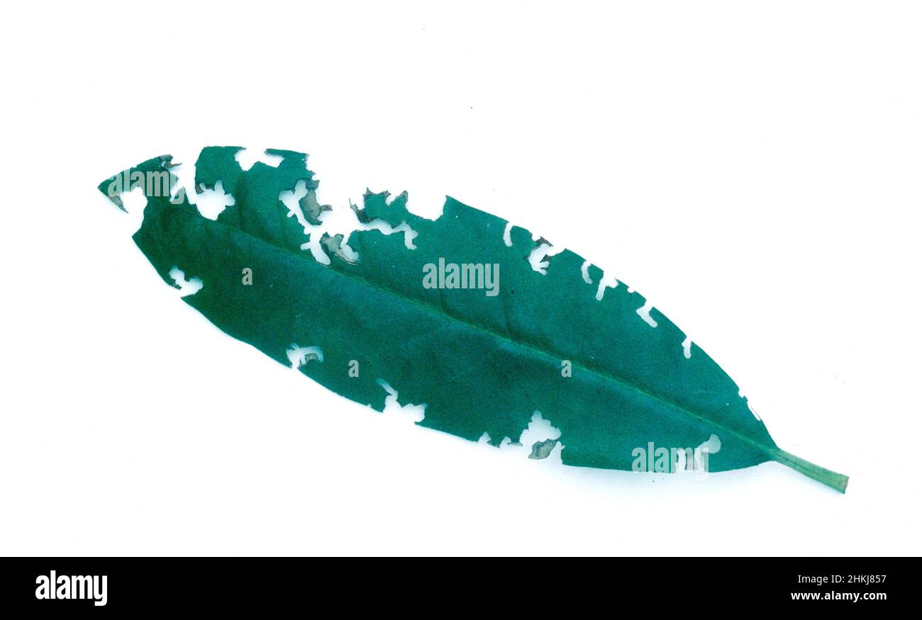 Vine weevil damage to rhododendron leaf Stock Photo - Alamy