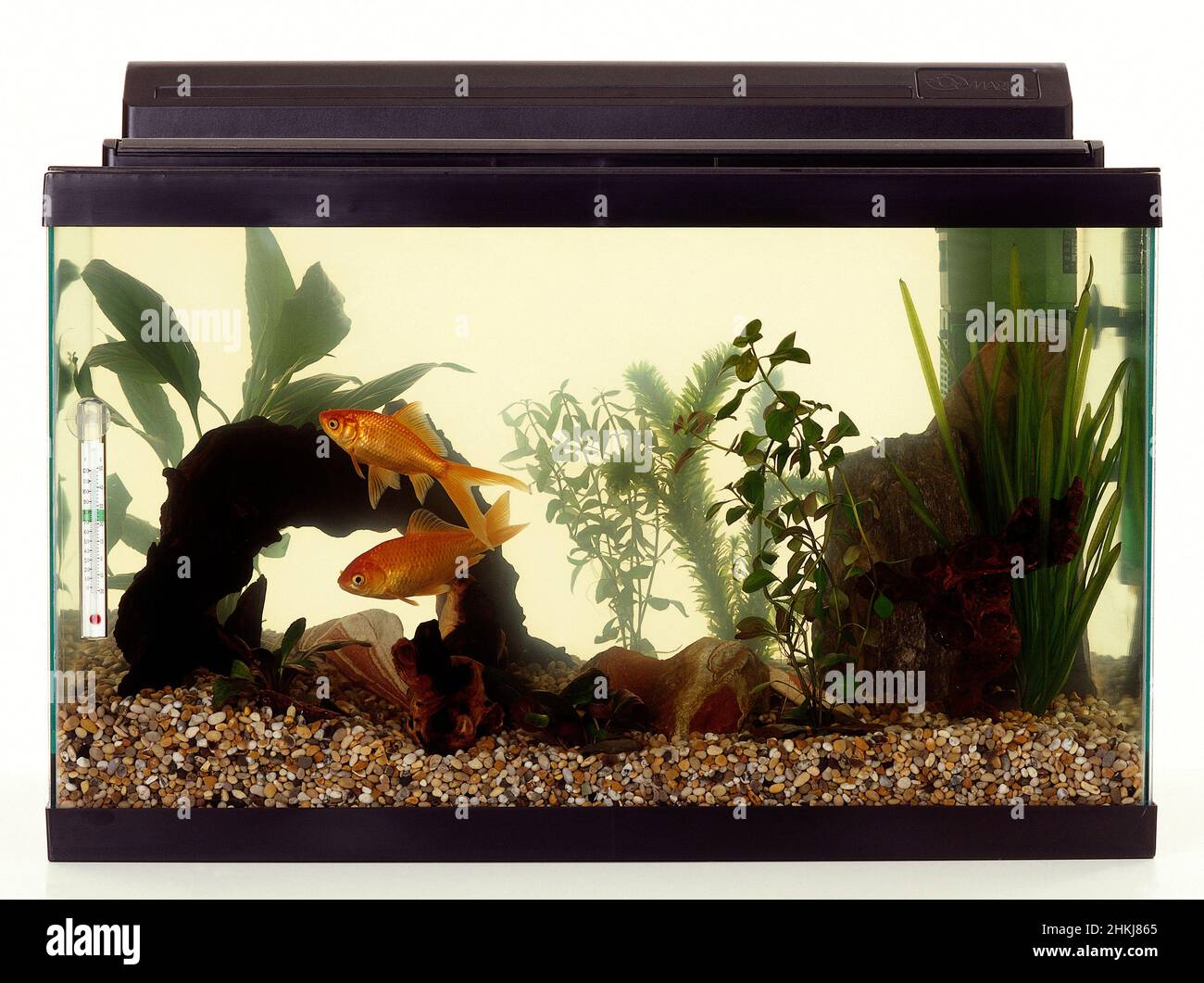 Two goldfish swimming in fish tank Stock Photo - Alamy
