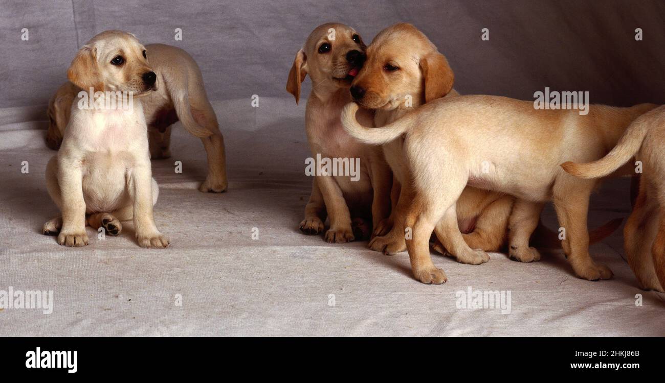 Cream labrador puppy Stock Photo - Alamy