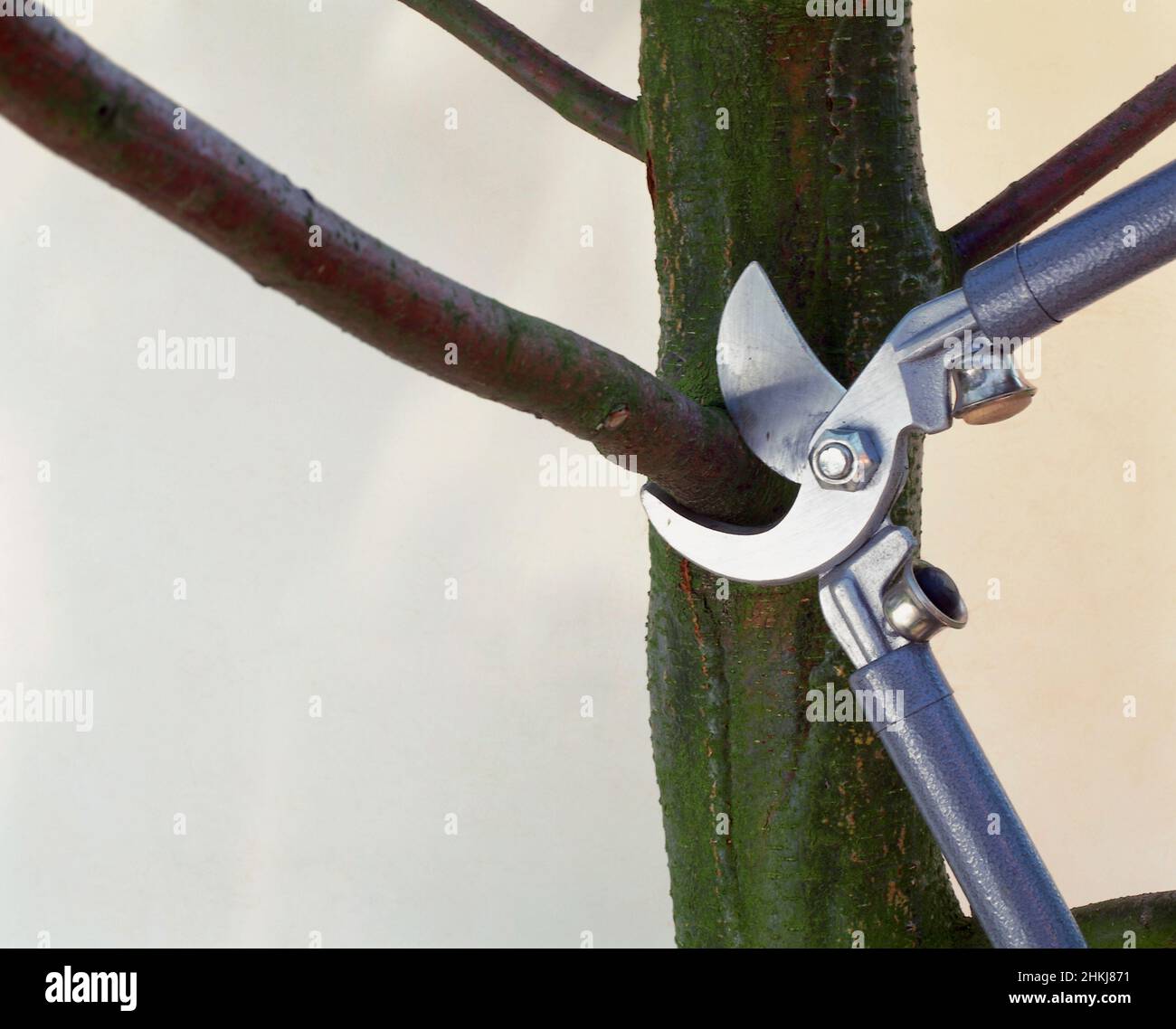 Removing stem from branch, using loppers incorrectly Stock Photo - Alamy