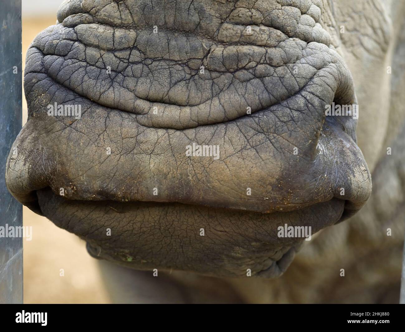 Nostril and mouth of white rhinoceros Stock Photo - Alamy
