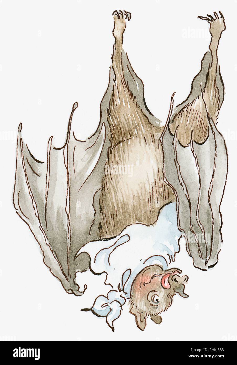 Hungry Geoffroy's bat licking lips with napkin, illustration Stock ...