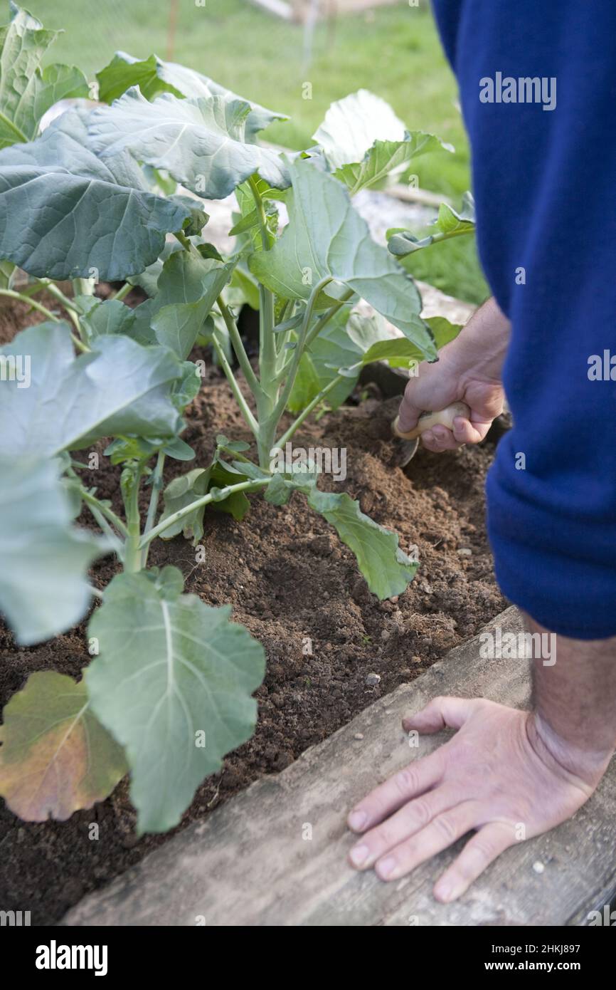 Pushing soil up around Brussel sprout plant stalk Stock Photo - Alamy