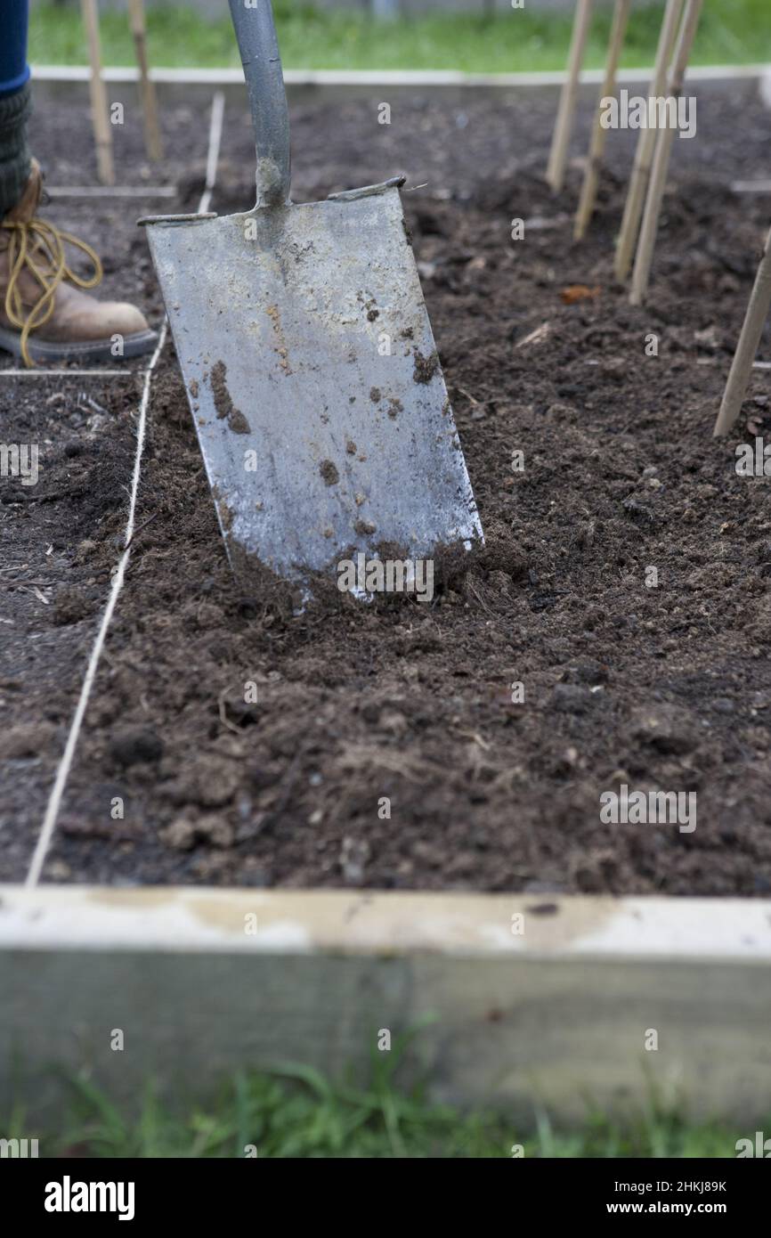 Creating a potato planting trench with a spade Stock Photo - Alamy