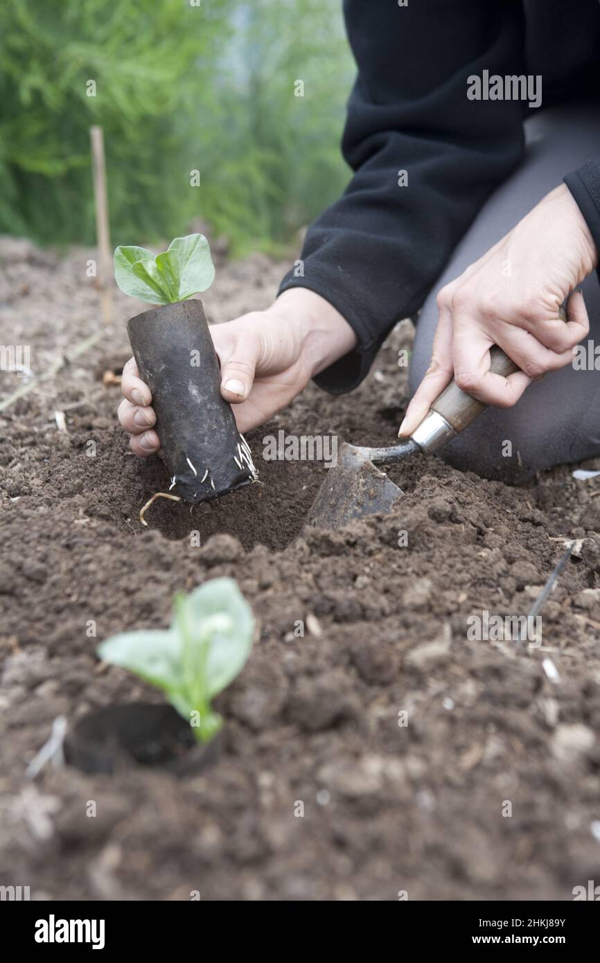 Planting broad bean seedlings out in biodegradable lining Stock Photo ...