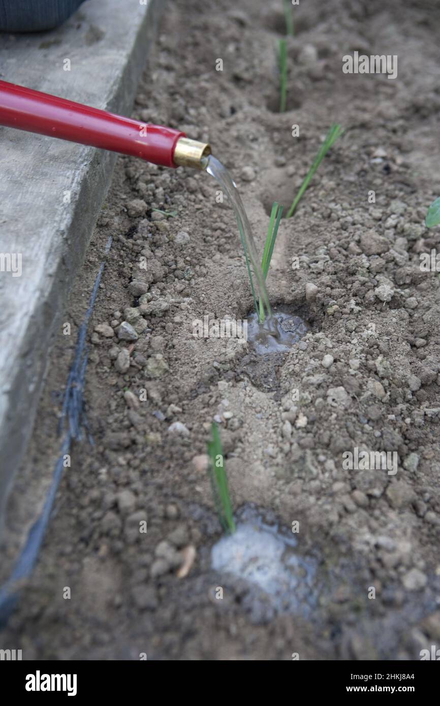 Watering leek seedlings in holes using a watering can Stock Photo - Alamy