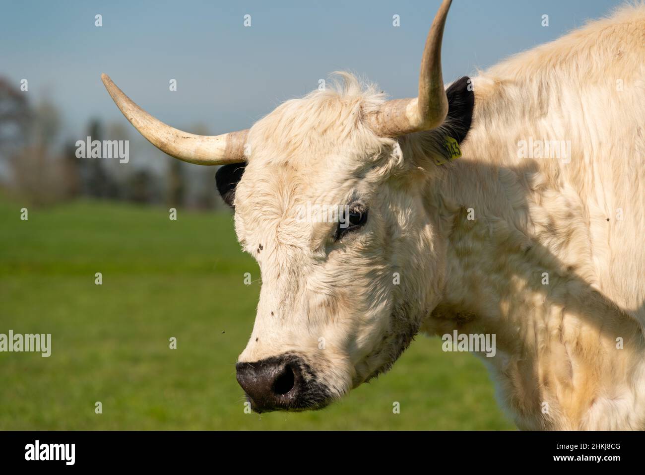 White Park cattle bull Stock Photo - Alamy
