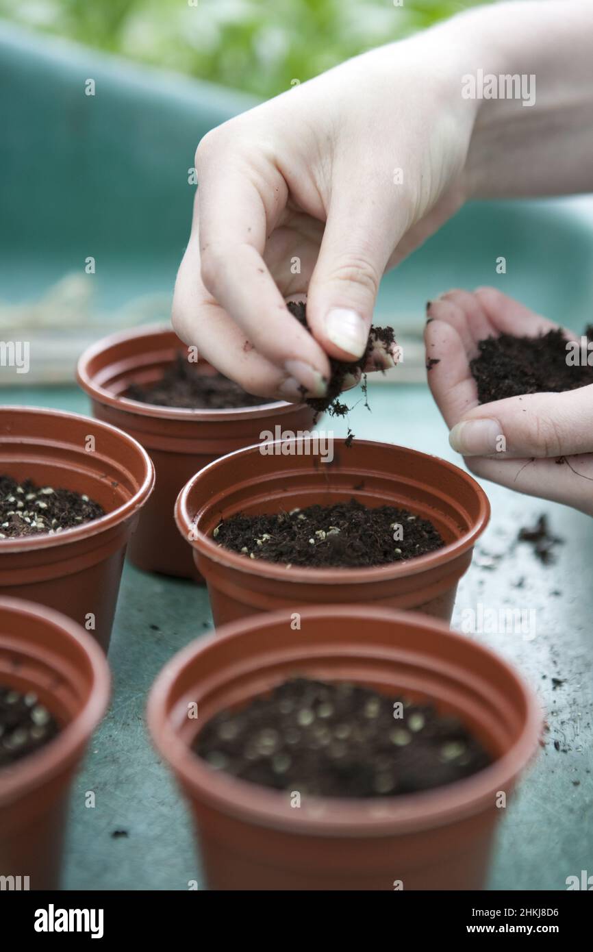 Sowing parsley seeds under cover into small pots of compost Stock Photo ...