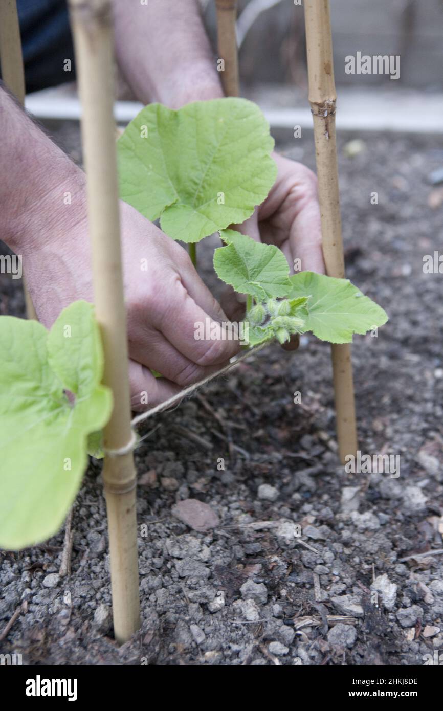 Training stems of winter squash up with bamboo canes Stock Photo - Alamy