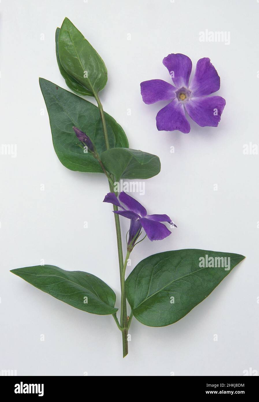 Greater periwinkle (Vinca major) stem with one flower Stock Photo - Alamy