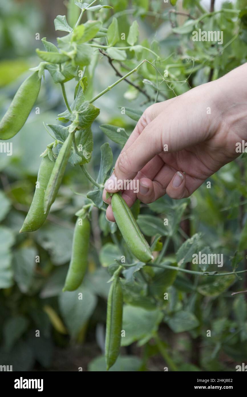 Picking peas by hand Stock Photo - Alamy
