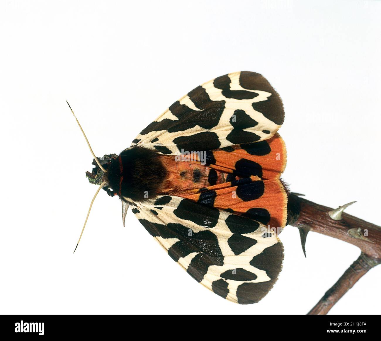 Garden tiger moth Stock Photo - Alamy