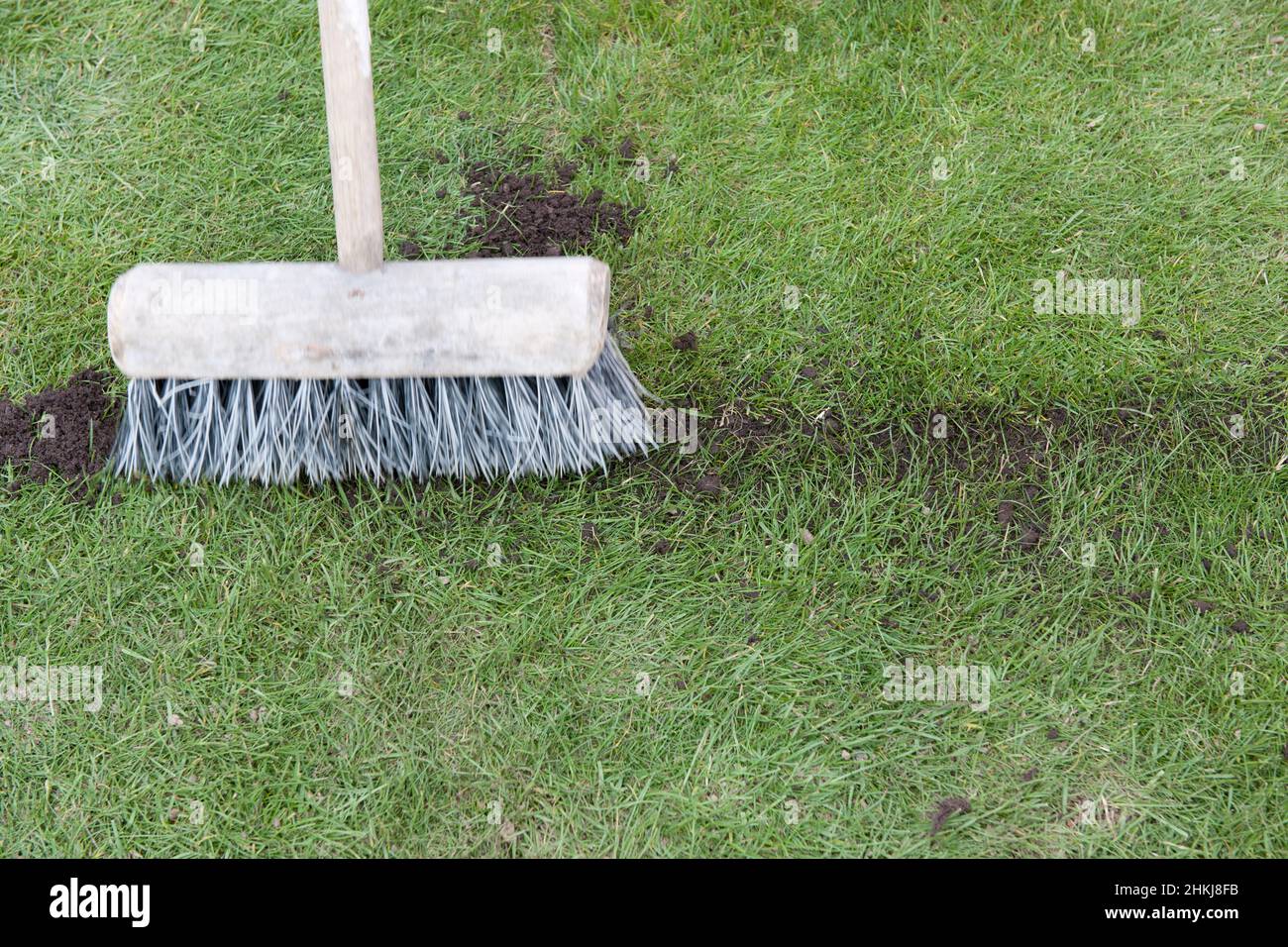 Brushing top-dressing between freshly laid strips of turf Stock Photo ...
