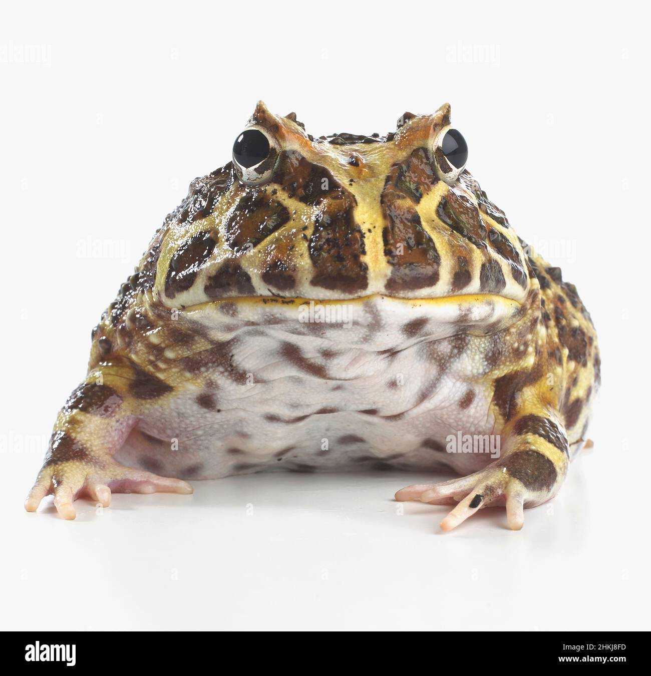 Argentine horned frog Stock Photo - Alamy