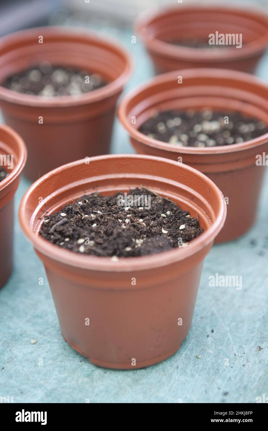Sowing parsley seeds into small pots of compost Stock Photo - Alamy