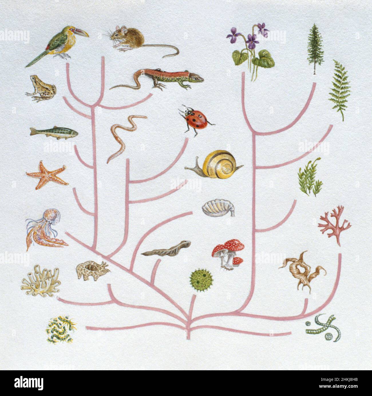 Evolutionary family tree, illustration Stock Photo - Alamy